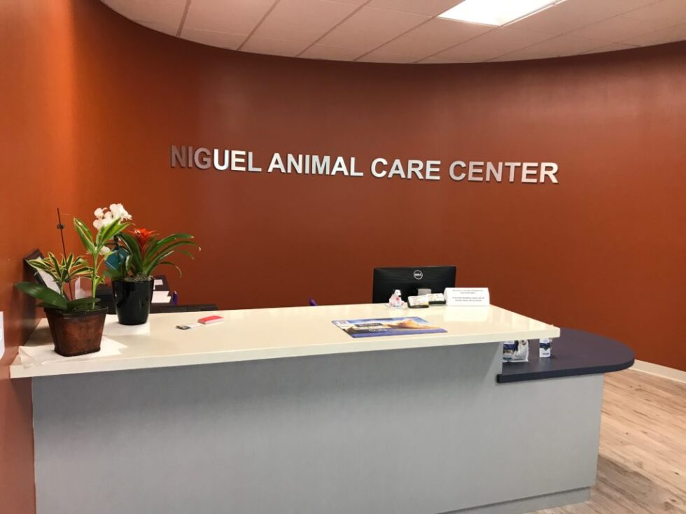 Best Veterinary Clinic In Laguna Niguel, CA 92677 | Niguel Animal Care ...