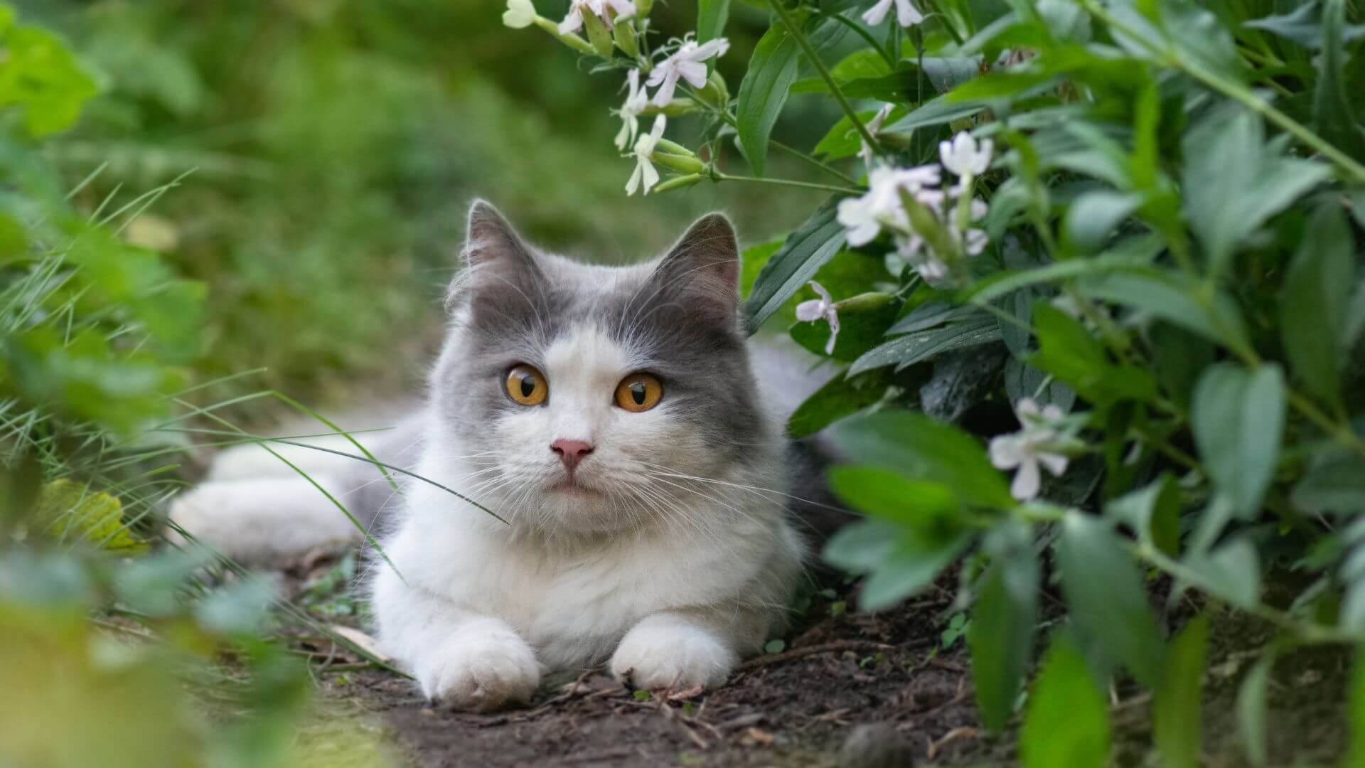 Vet Near Me Laguna Niguel, CA 92677 | Niguel Animal Care Center