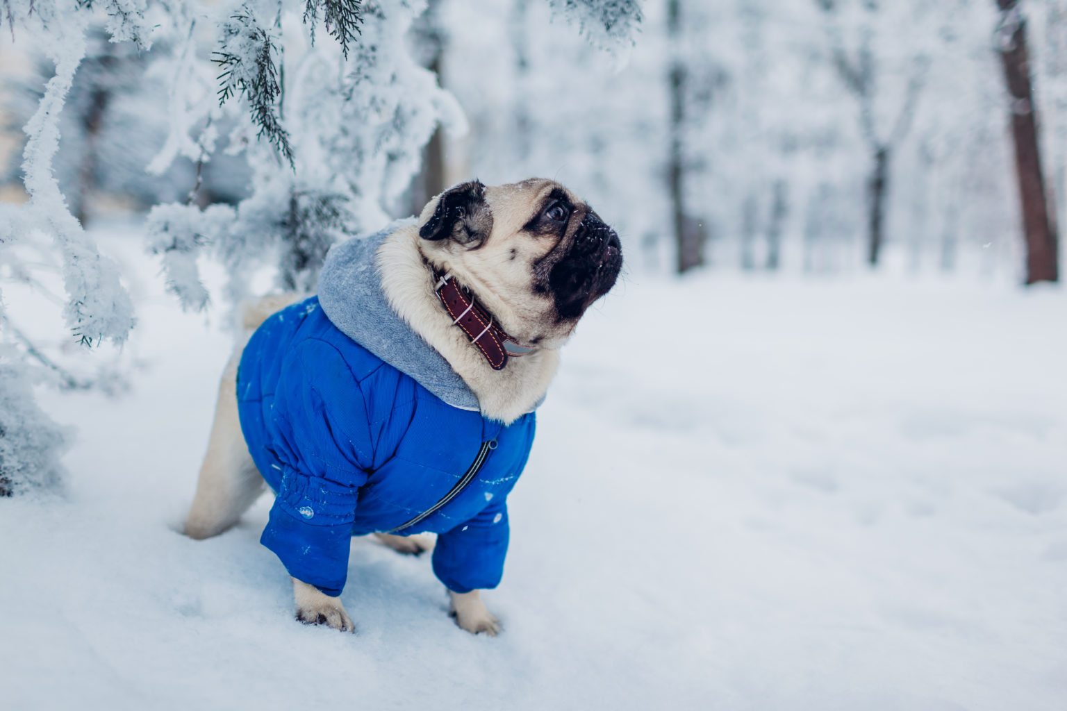 HOW TO KEEP YOUR DOG WARM THIS WINTER | Niguel Animal Care Center