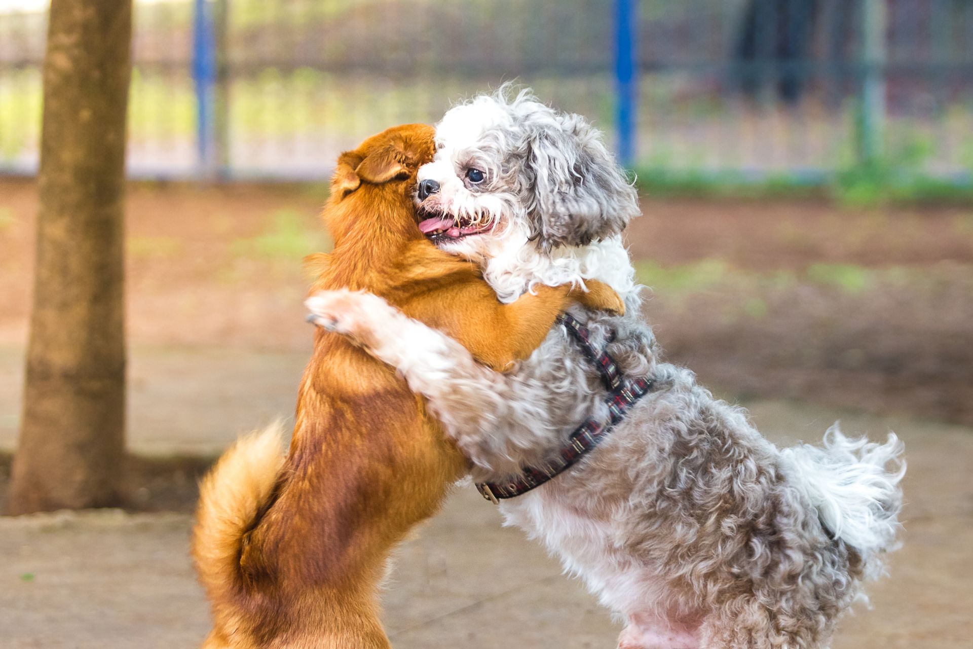 Veterinarian In Laguna Niguel, CA 92677 | Niguel Animal Care Center